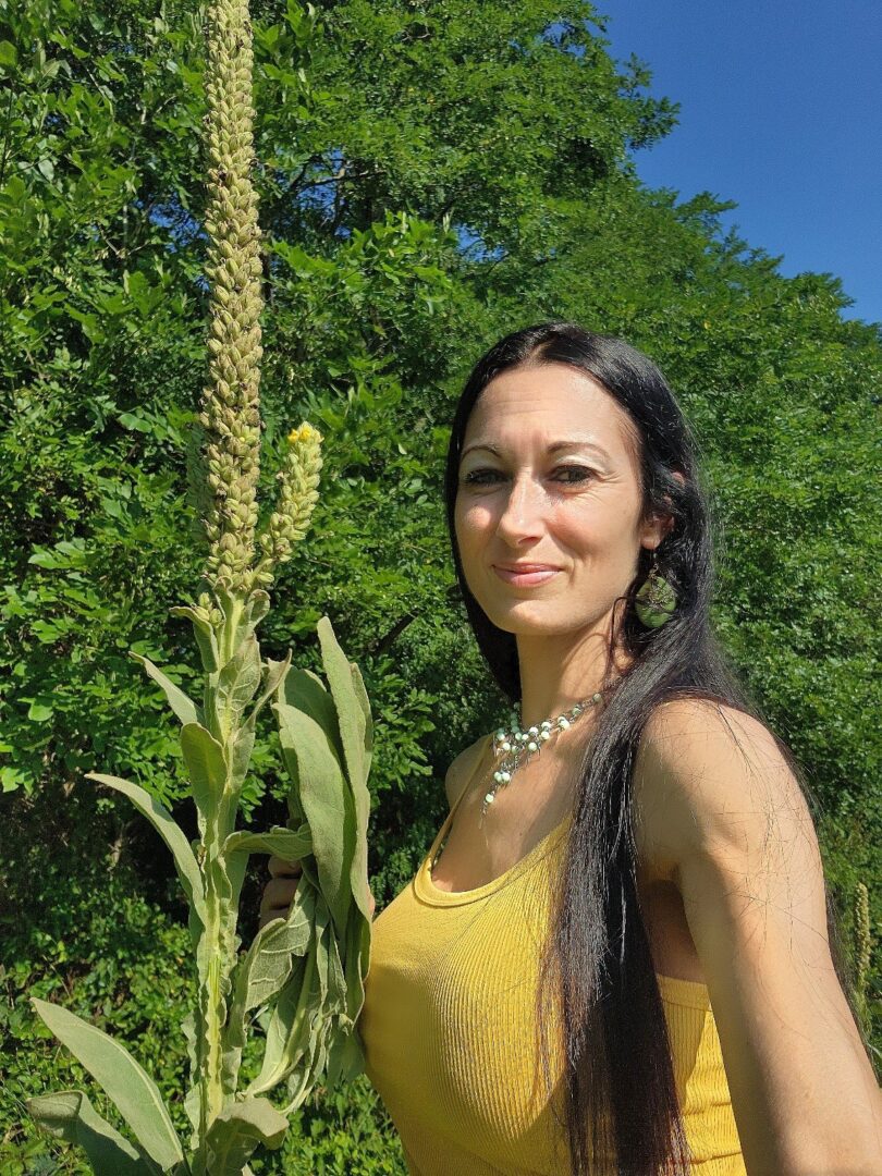 Mullein Benefits & Uses ~ HealthPrimitive