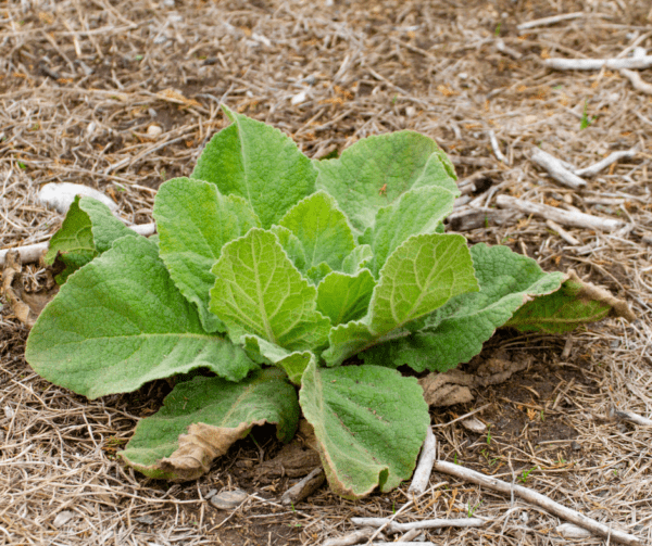 Mullein Benefits & Uses ~ HealthPrimitive