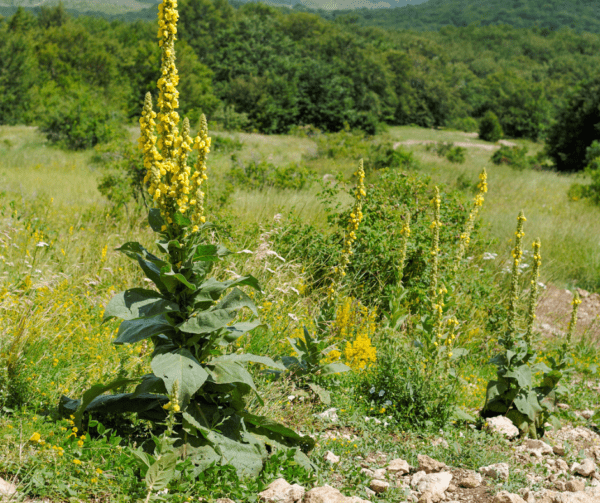 Mullein Benefits & Uses ~ HealthPrimitive