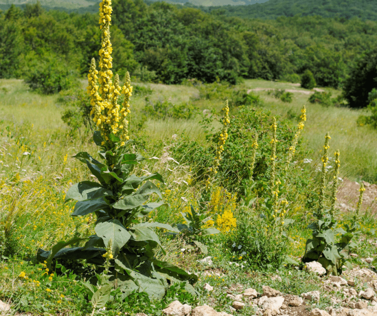 Mullein Benefits & Uses ~ HealthPrimitive