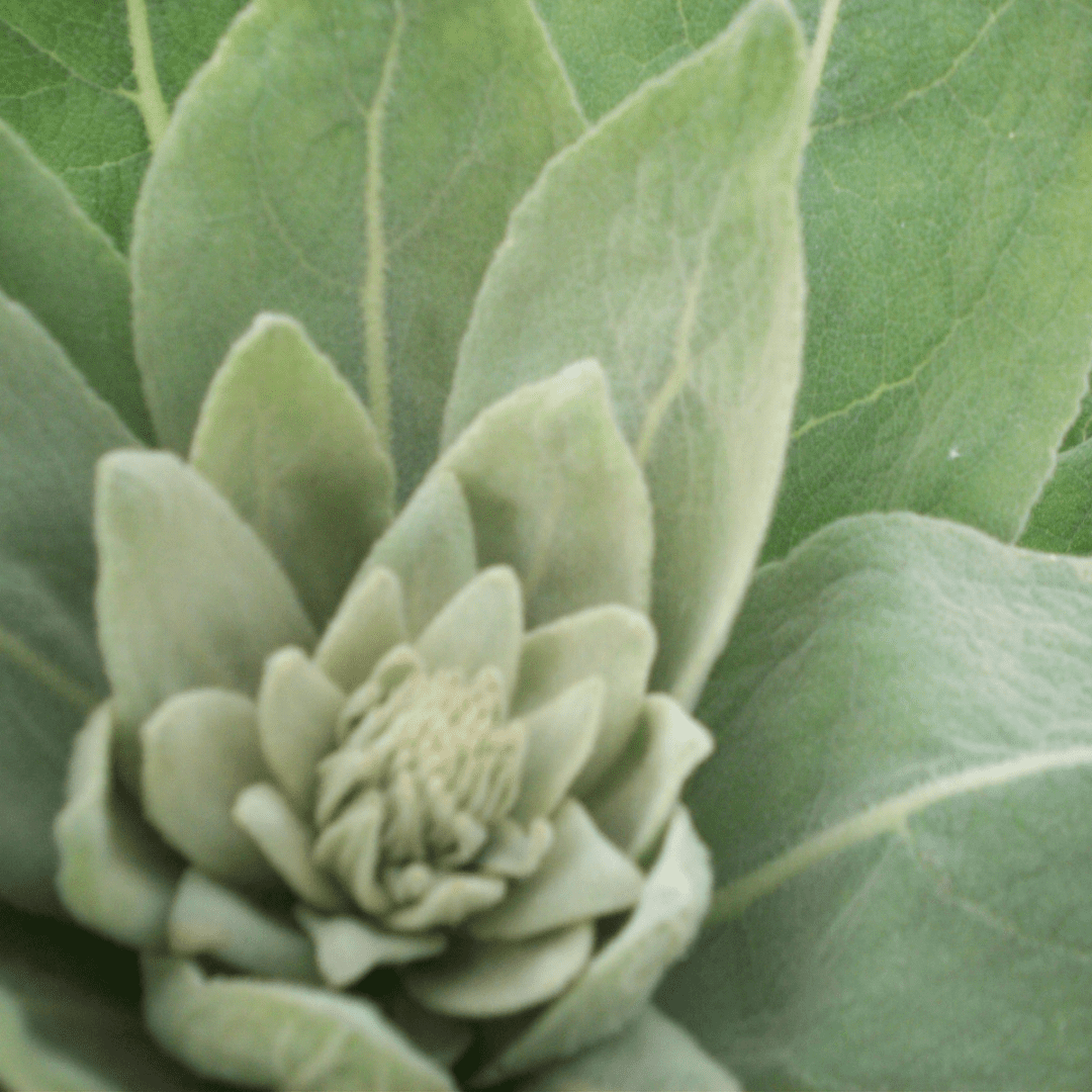 Mullein Benefits & Uses ~ HealthPrimitive
