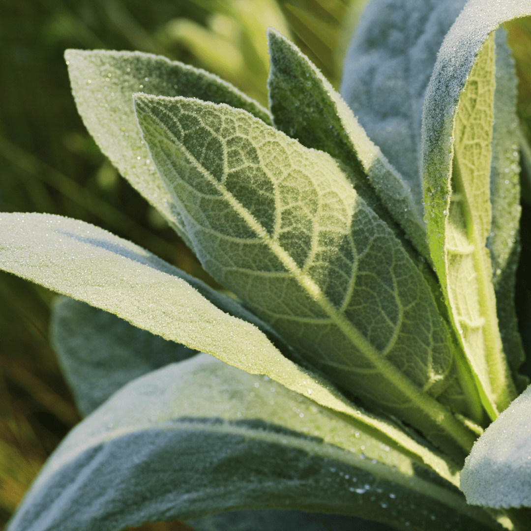 Mullein Benefits & Uses ~ HealthPrimitive