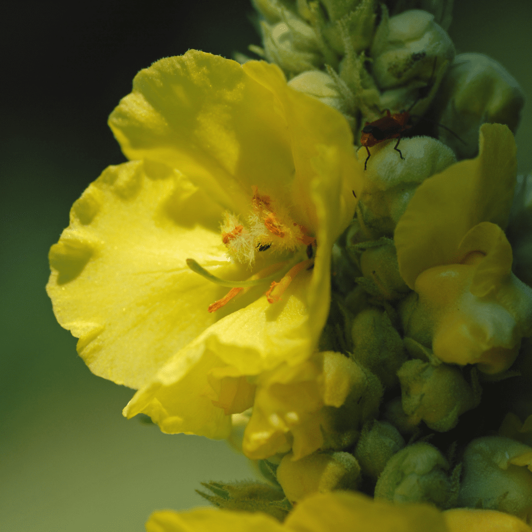 Mullein Benefits & Uses ~ HealthPrimitive