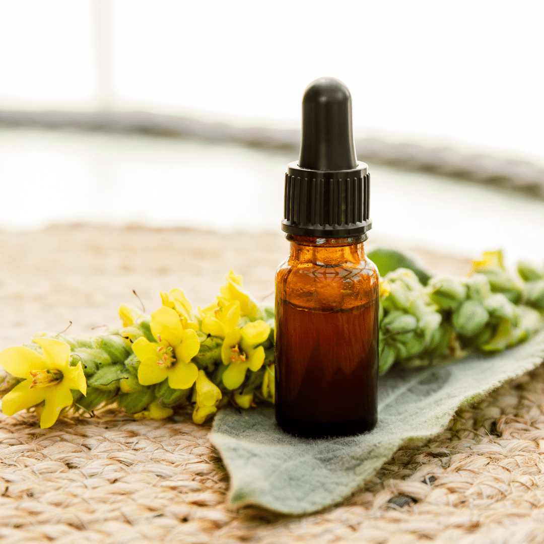 Mullein Benefits & Uses ~ HealthPrimitive