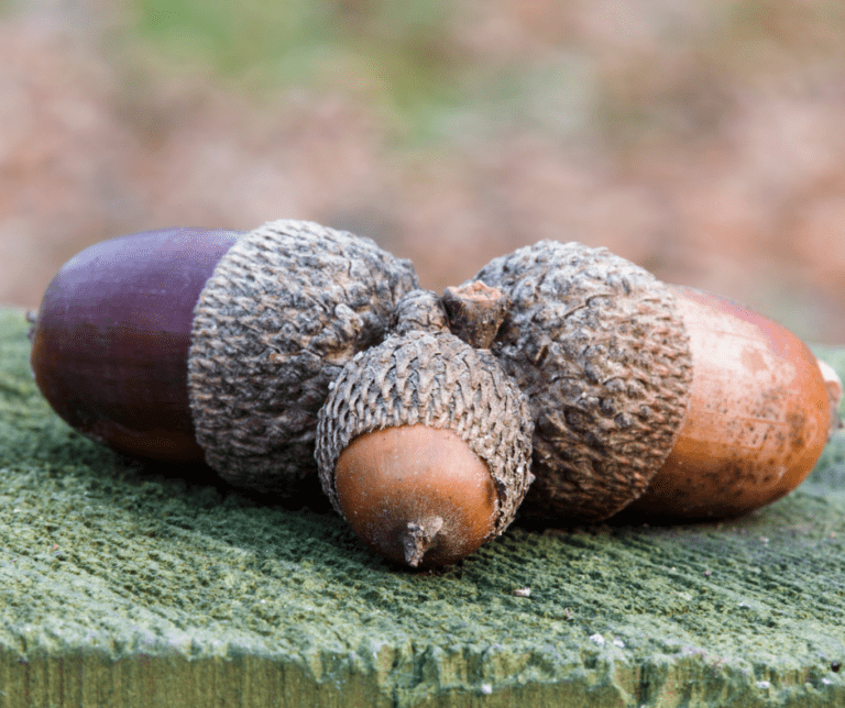 How to Process Acorns/Cold Leaching Method ~ HealthPrimitive