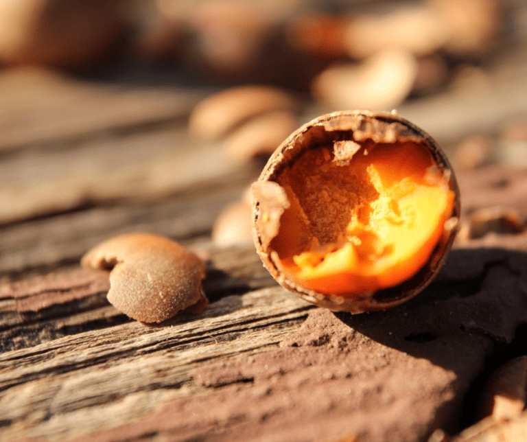 How to Process Acorns/Cold Leaching Method ~ HealthPrimitive