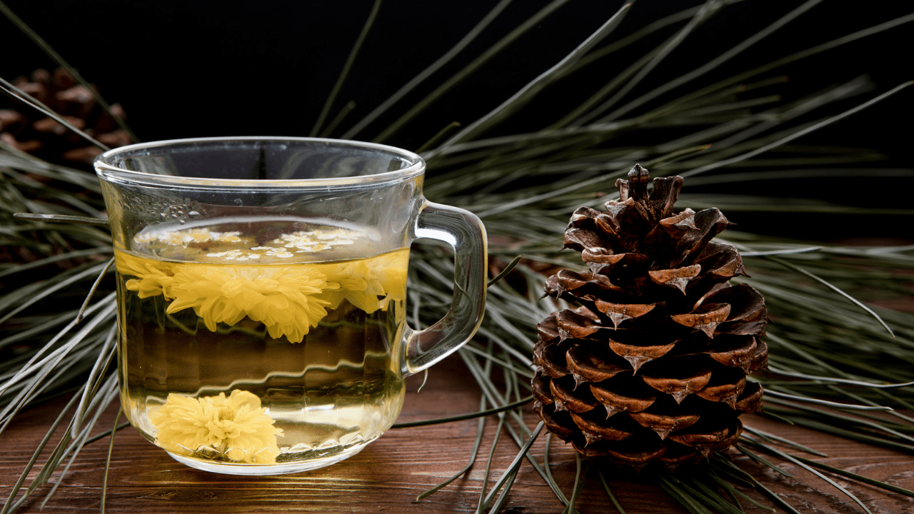 White Pine Benefits & Uses ~ HealthPrimitive