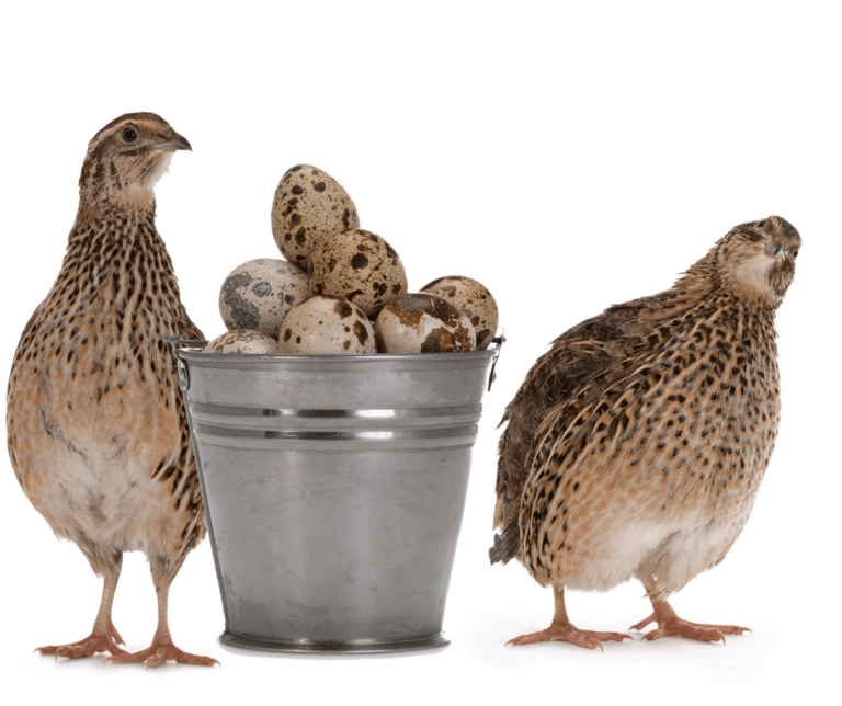 Grilled Quail with Homemade Walnut Syrup Glaze ~ HealthPrimitive