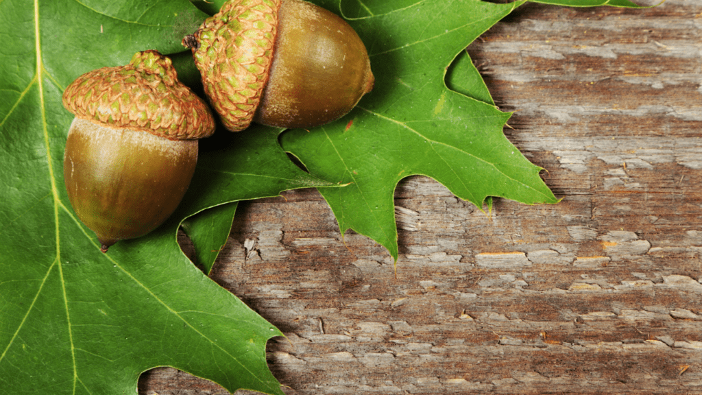 How to Process Acorns/Cold Leaching Method ~ HealthPrimitive