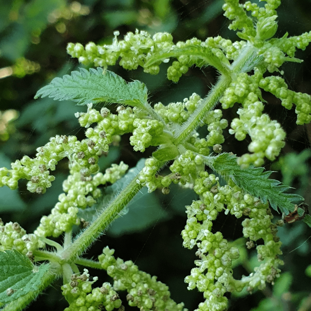 Stinging Nettle, The Most Nutritious Plant On The Planet ~ HealthPrimitive