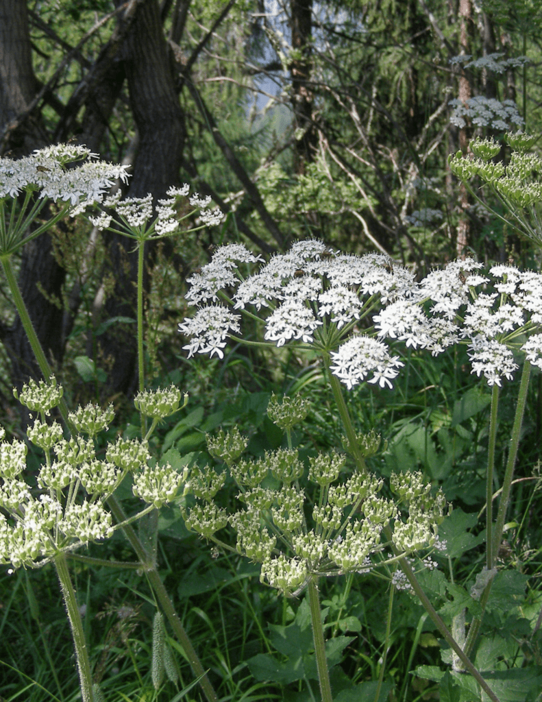 Osha Root Respiratory Support ~ HealthPrimitive