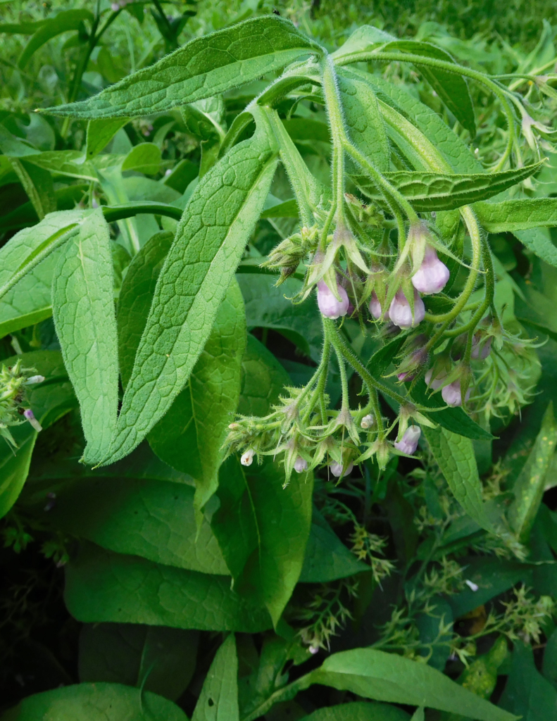 Boneknitter Comfrey Salve ~ HealthPrimitive