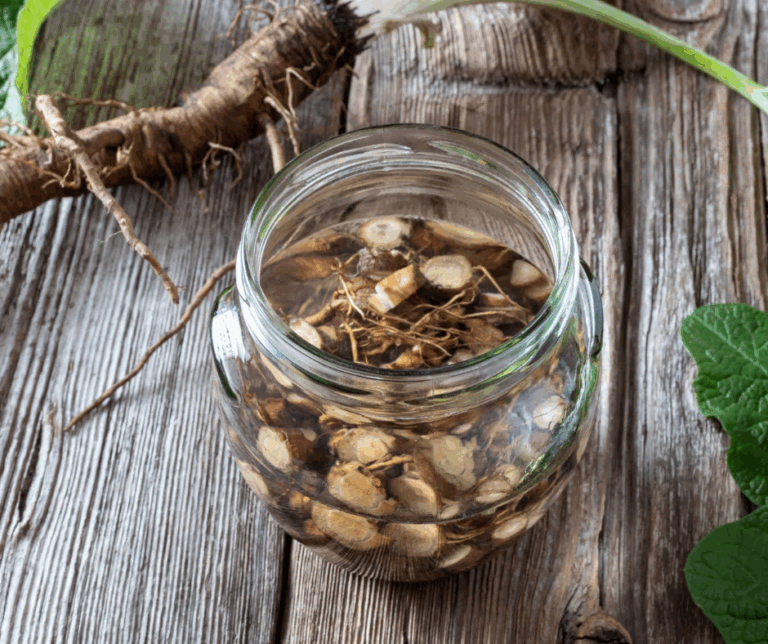 BURDOCK ROOT MEDICINAL BENEFITS ~ HealthPrimitive