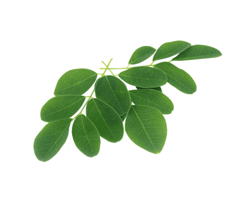 Moringa Cortisol Elixir ~ HealthPrimitive