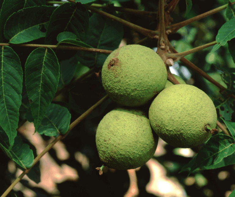 PARASITE CLEANSE PROTOCOL ~ HealthPrimitive