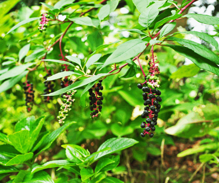 POKEWEED AS A FOOD & MEDICINE ~ HealthPrimitive