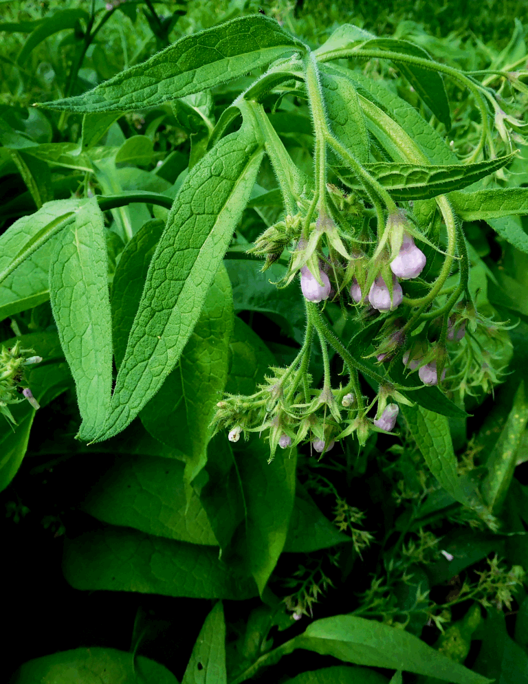 CONSUMING COMFREY ~ HealthPrimitive