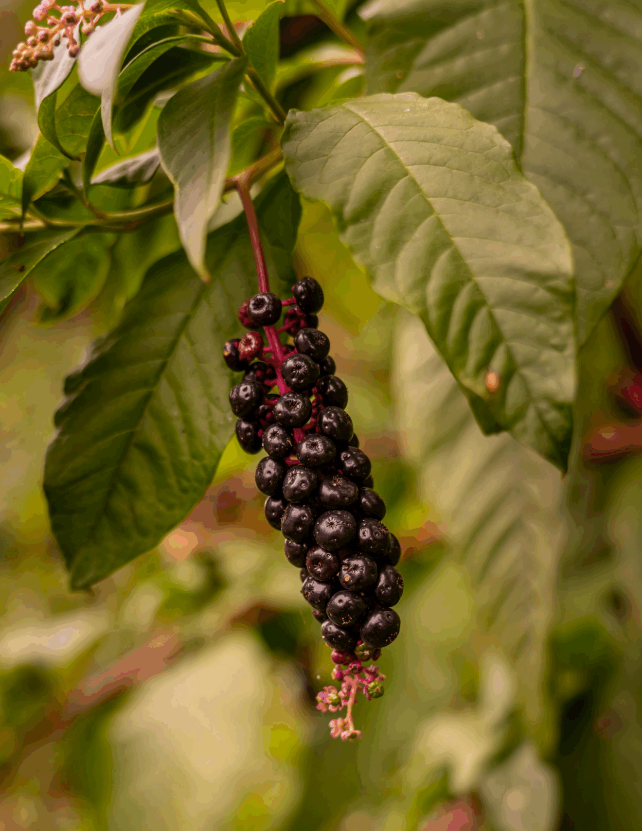 POKEWEED AS A FOOD & MEDICINE ~ HealthPrimitive